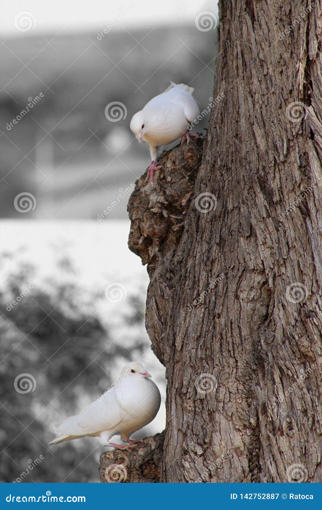 Dove in tree photo detail stock image. Image of wildlife - 142752887