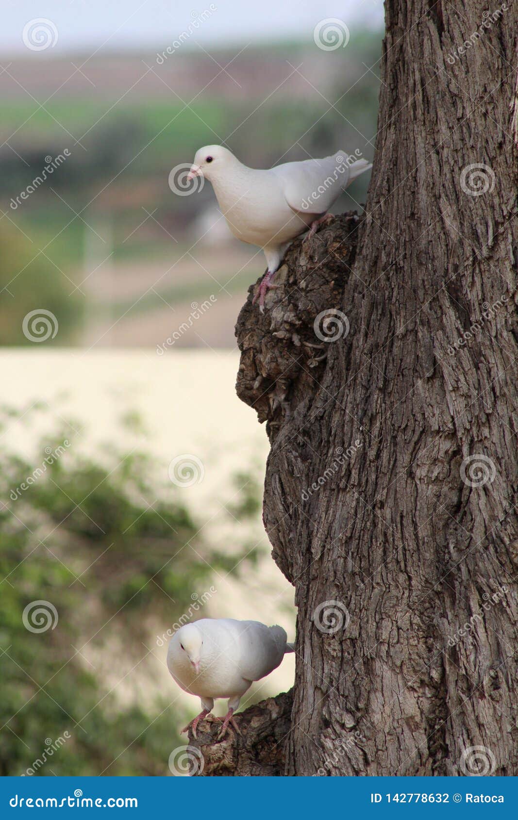 Dove in tree photo detail stock photo. Image of mourning - 142778632