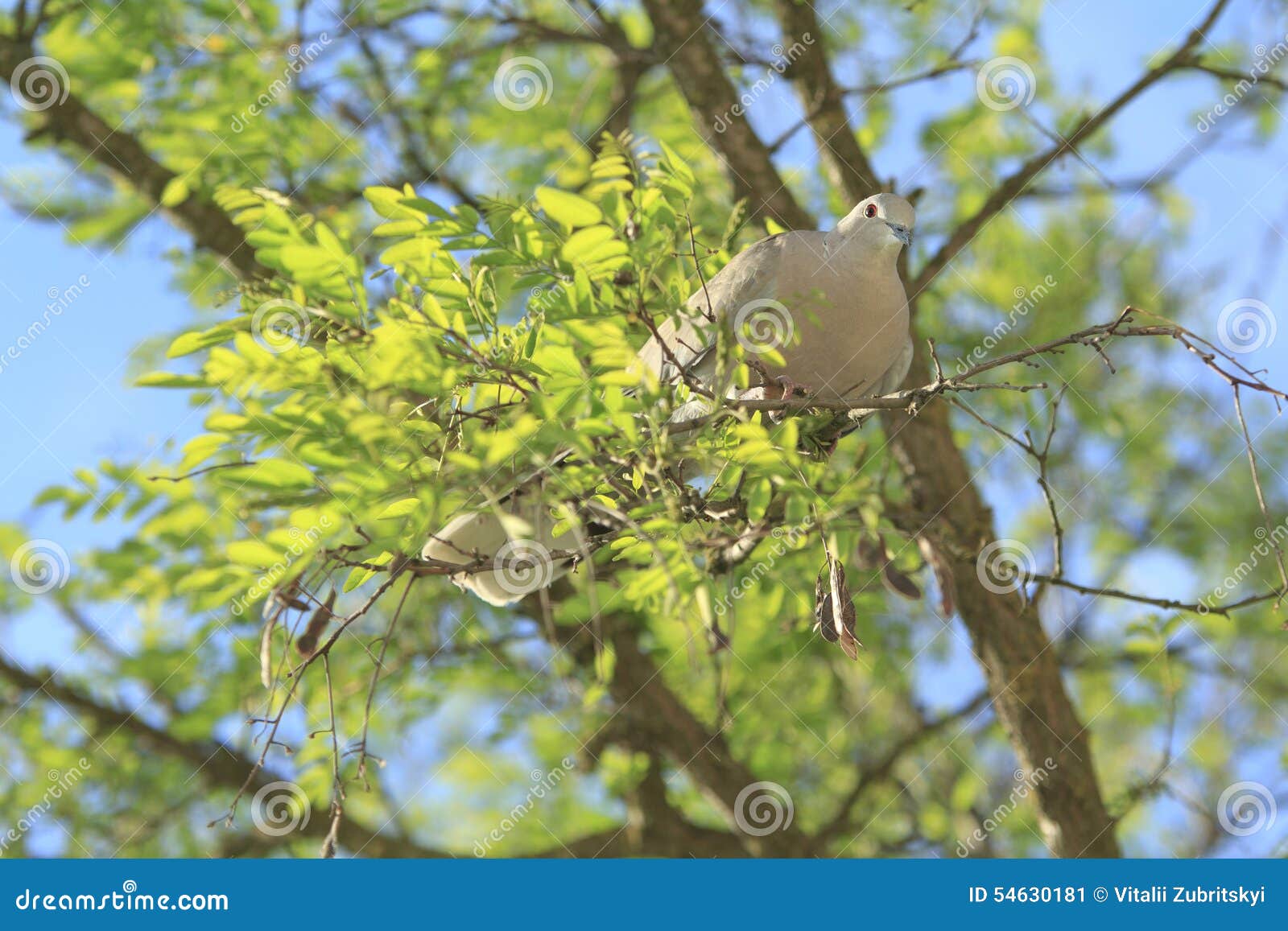 Dove on a tree stock image. Image of cute, build, nature - 54630181