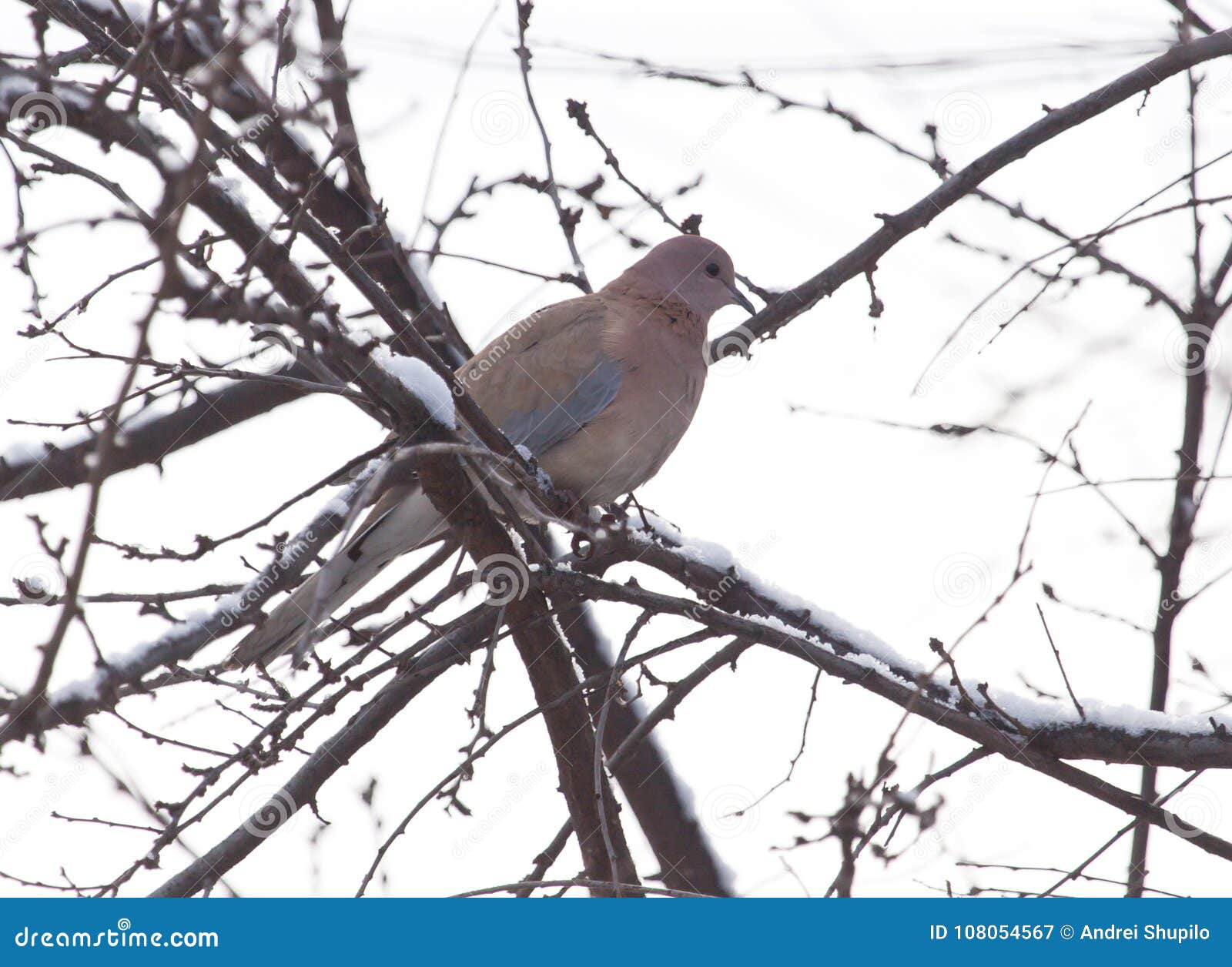 Dove on the tree in winter stock image. Image of nature - 108054567