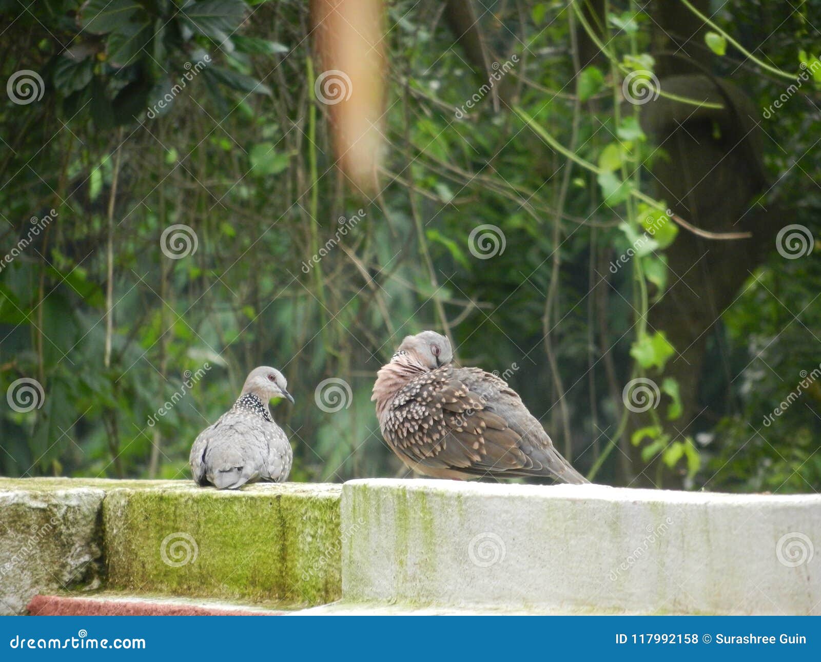 Dove stock photo. Image of nature, doves, dove, resting - 117992158