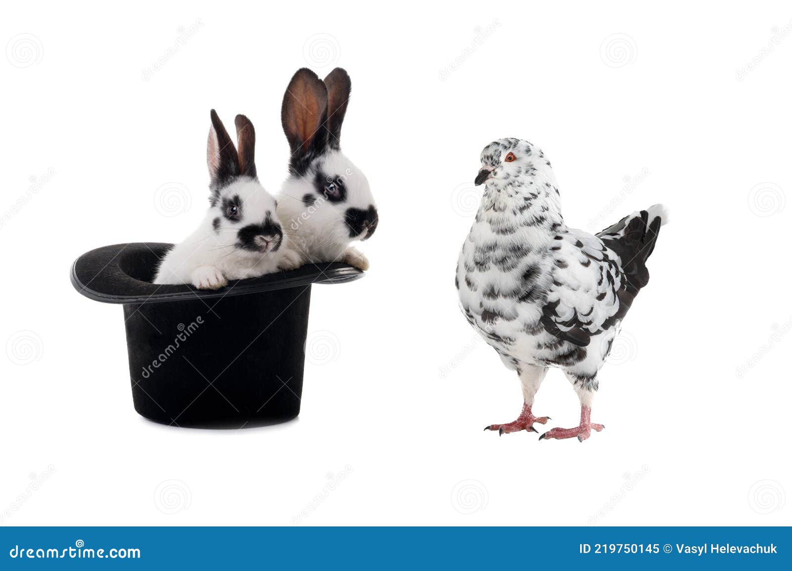 Dove and Two Rabbit Sits in a Black Hat on White Background Stock Image ...