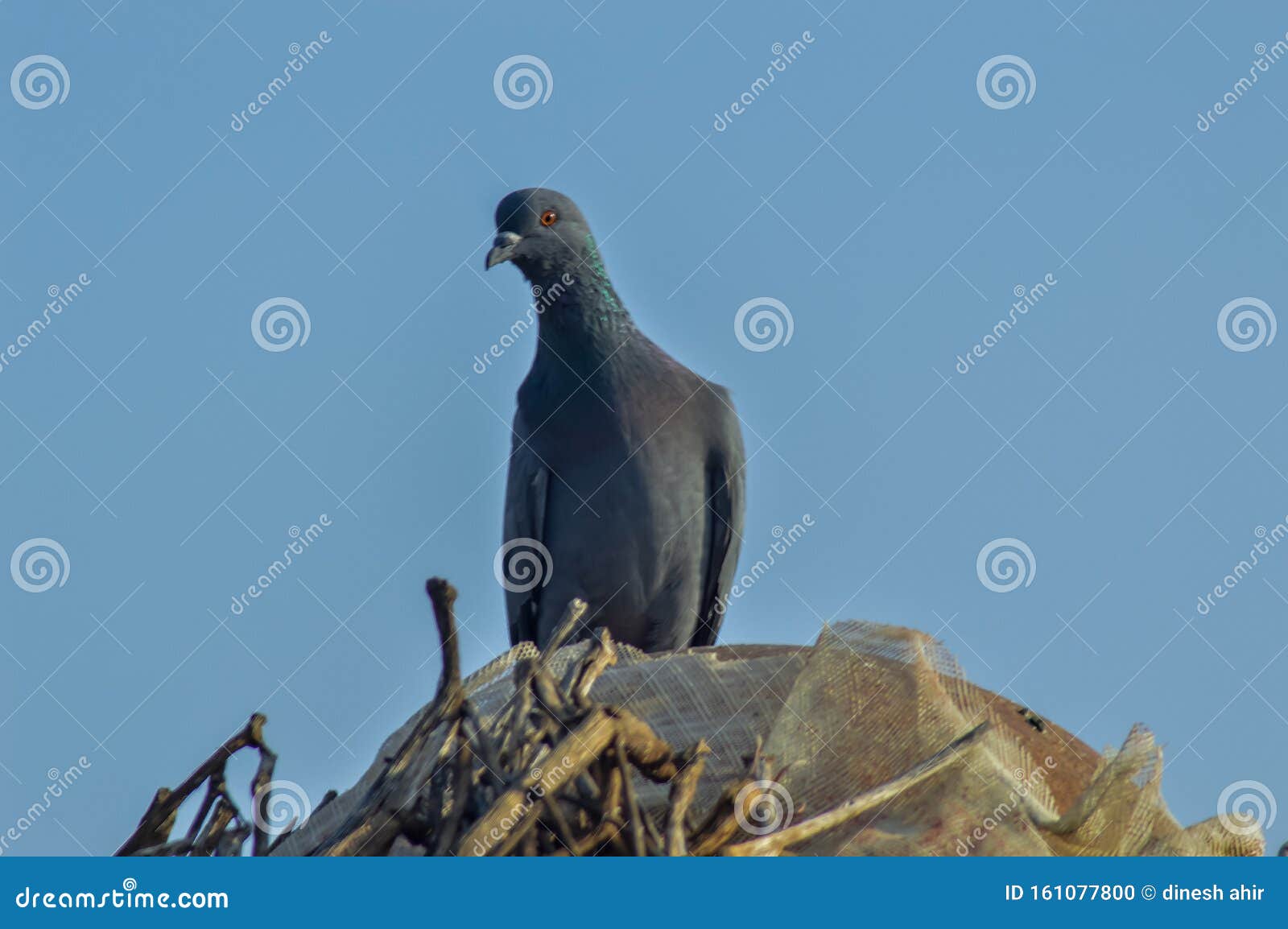 Dove on Uper Top, Beautiful Dove on Top View Stock Photo - Image of ...