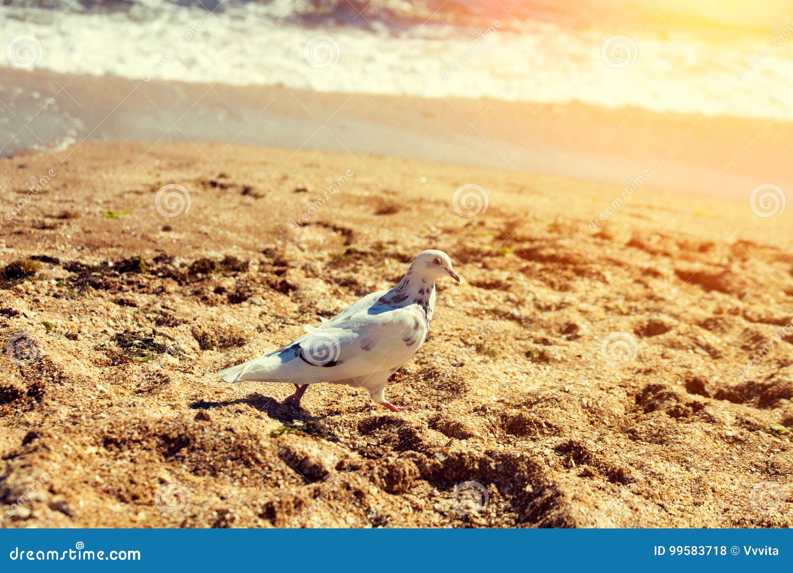Dove walking on the beach stock photo. Image of landscape - 99583718