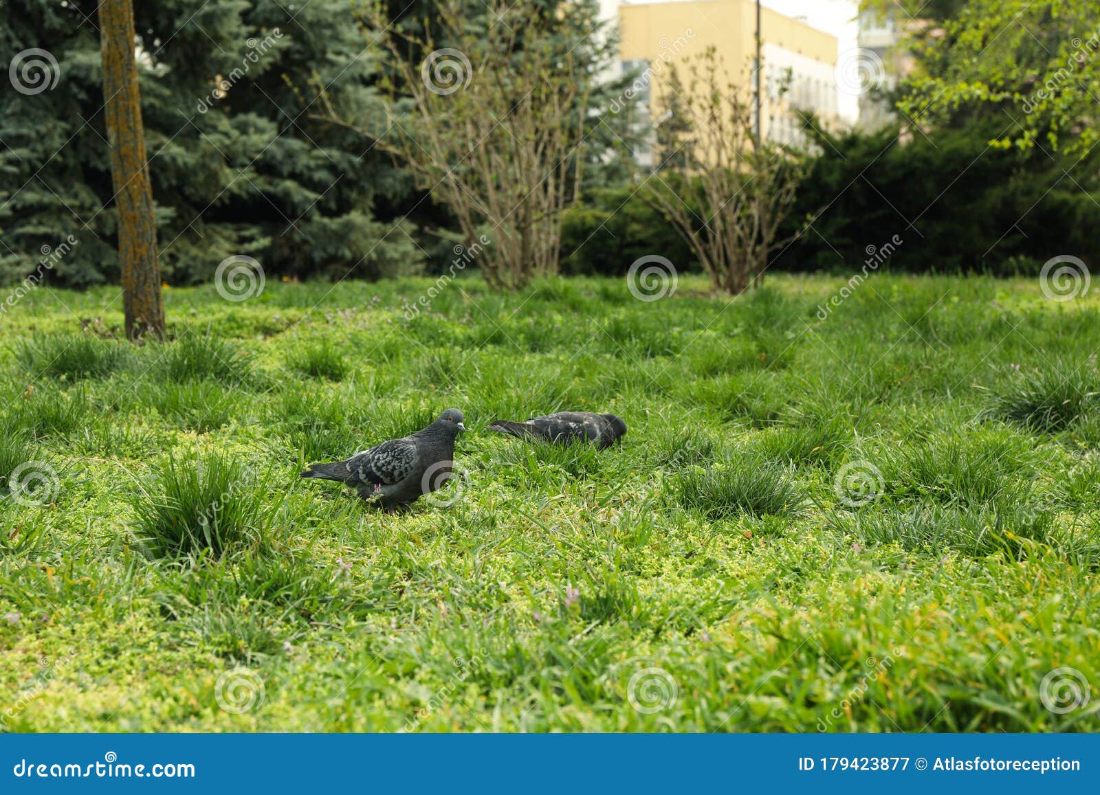 Dove Walking on Grass in Park. Spring Stock Image - Image of bird ...