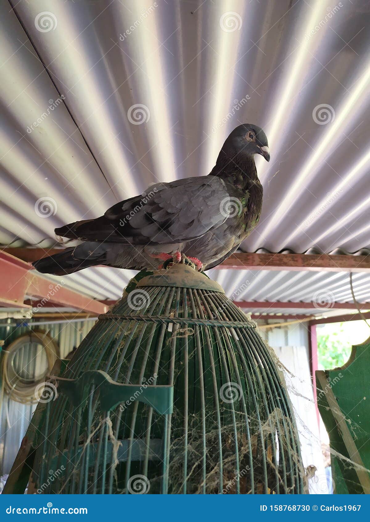 Dove in the warehouse stock photo. Image of bird, warehouse - 158768730