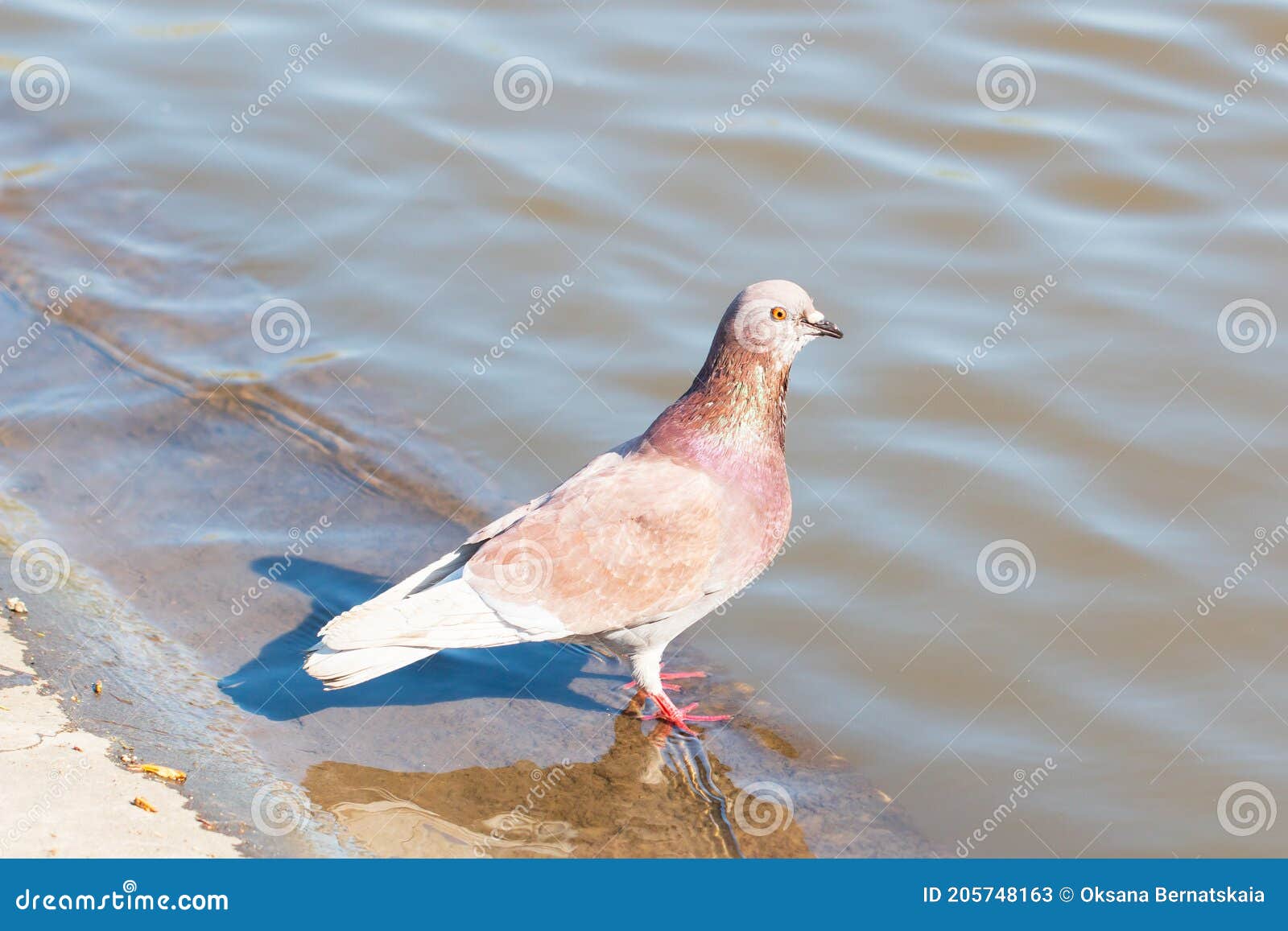 Dove in the water Outdoors stock image. Image of dove - 205748163