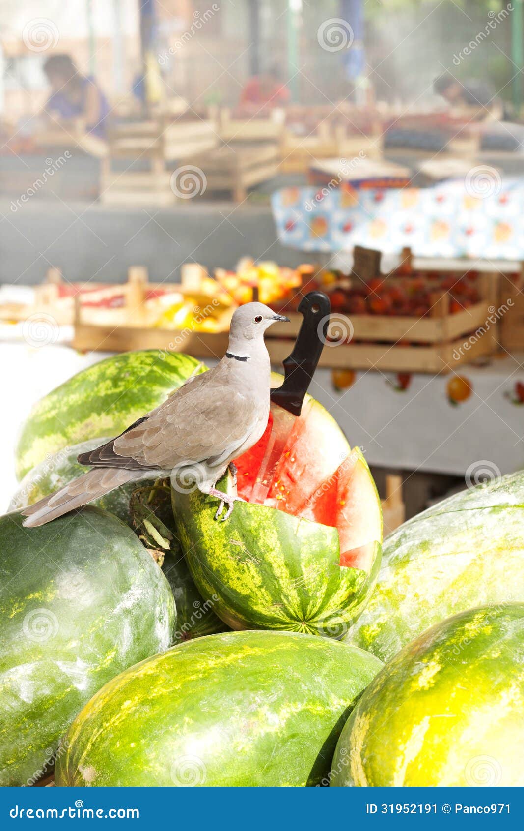 Dove on the watermelon stock image. Image of animals - 31952191