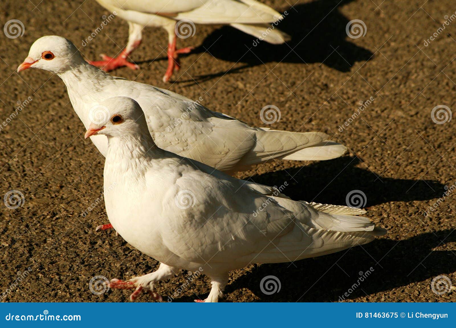 Dove stock image. Image of dove, outdoor, angel, wild - 81463675