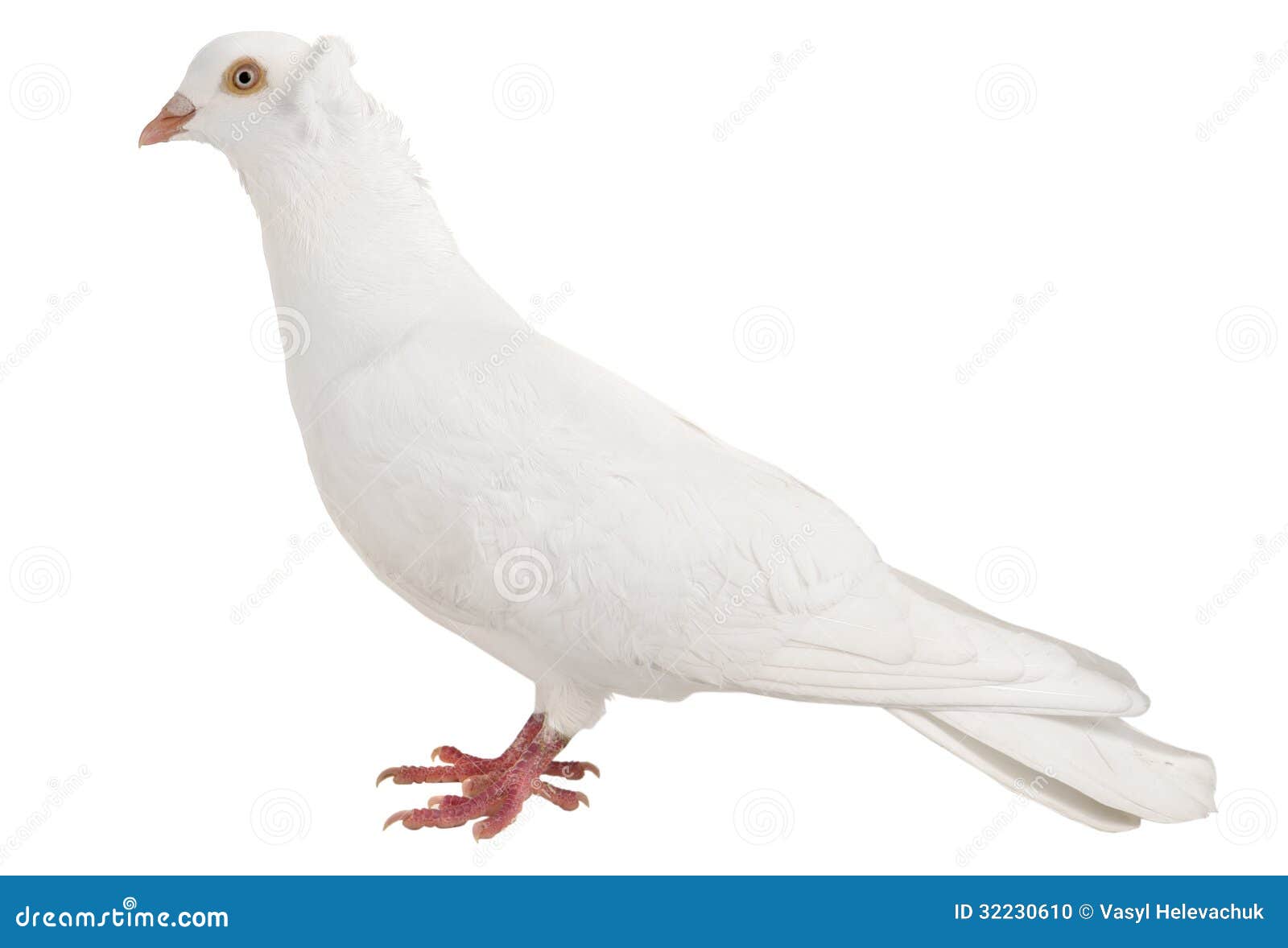 Dove stock photo. Image of female, wonder, nature, portrait - 32230610