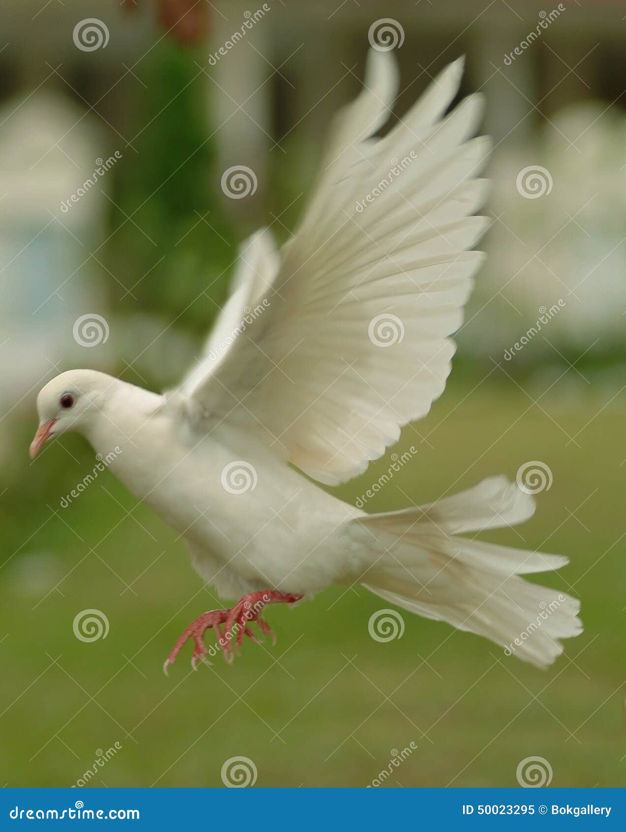 Dove stock image. Image of nature, pigeon, garden, bird - 50023295