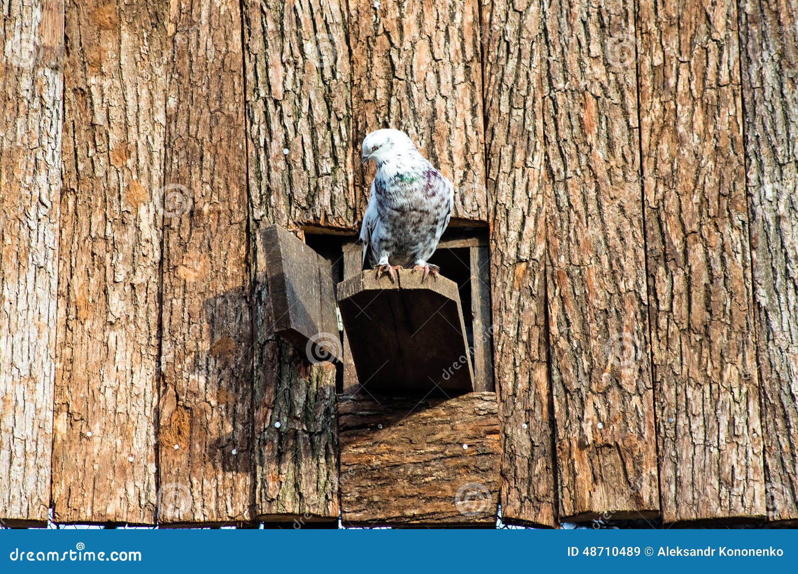 Dove in zoo stock image. Image of menagerie, tree, bird - 48710489