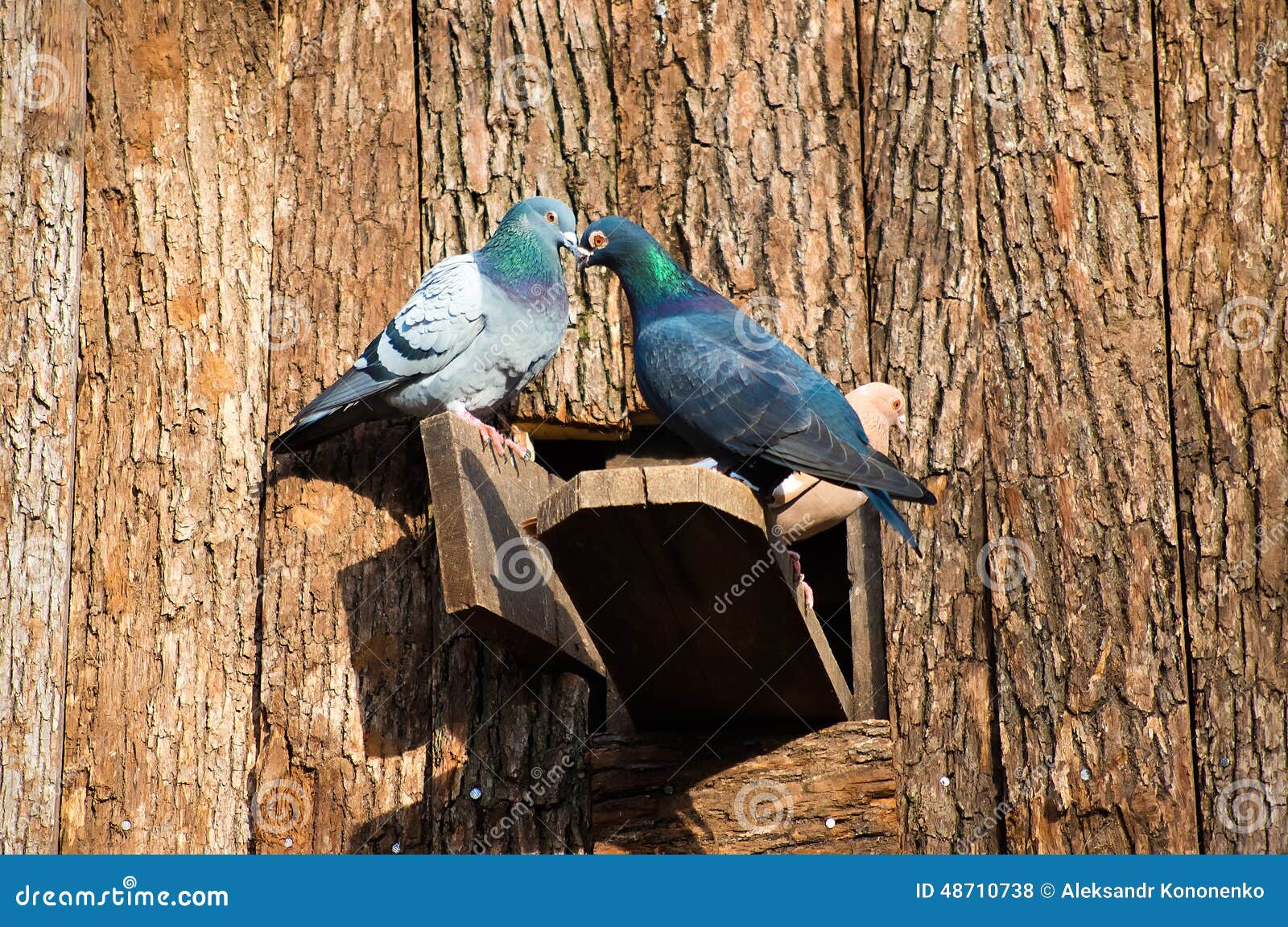 Dove in zoo stock photo. Image of bulgaria, world, bird - 48710738