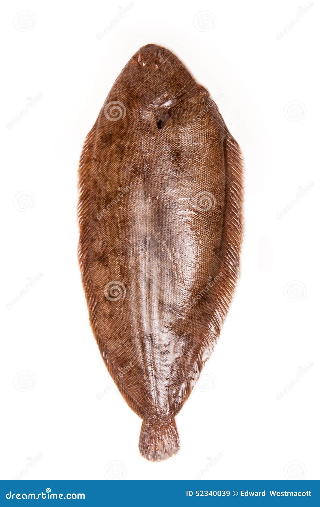 Dover Sole Fish Whole Royalty-Free Stock Image | CartoonDealer.com ...