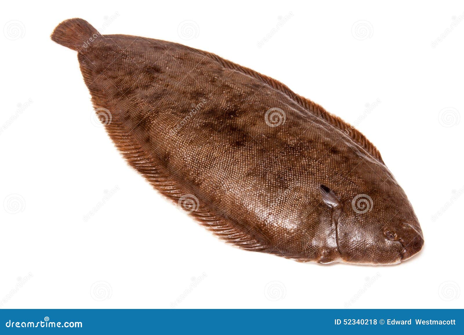 Dover sole fish whole stock photo. Image of british, seafood - 52340218