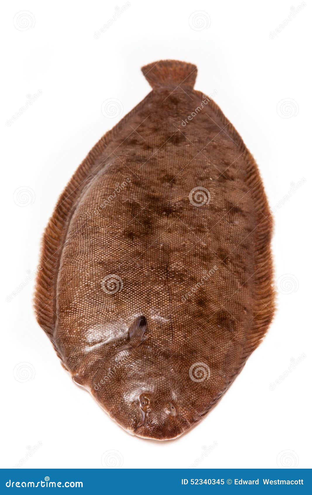 Dover sole fish whole stock image. Image of white, saltwater - 52340345