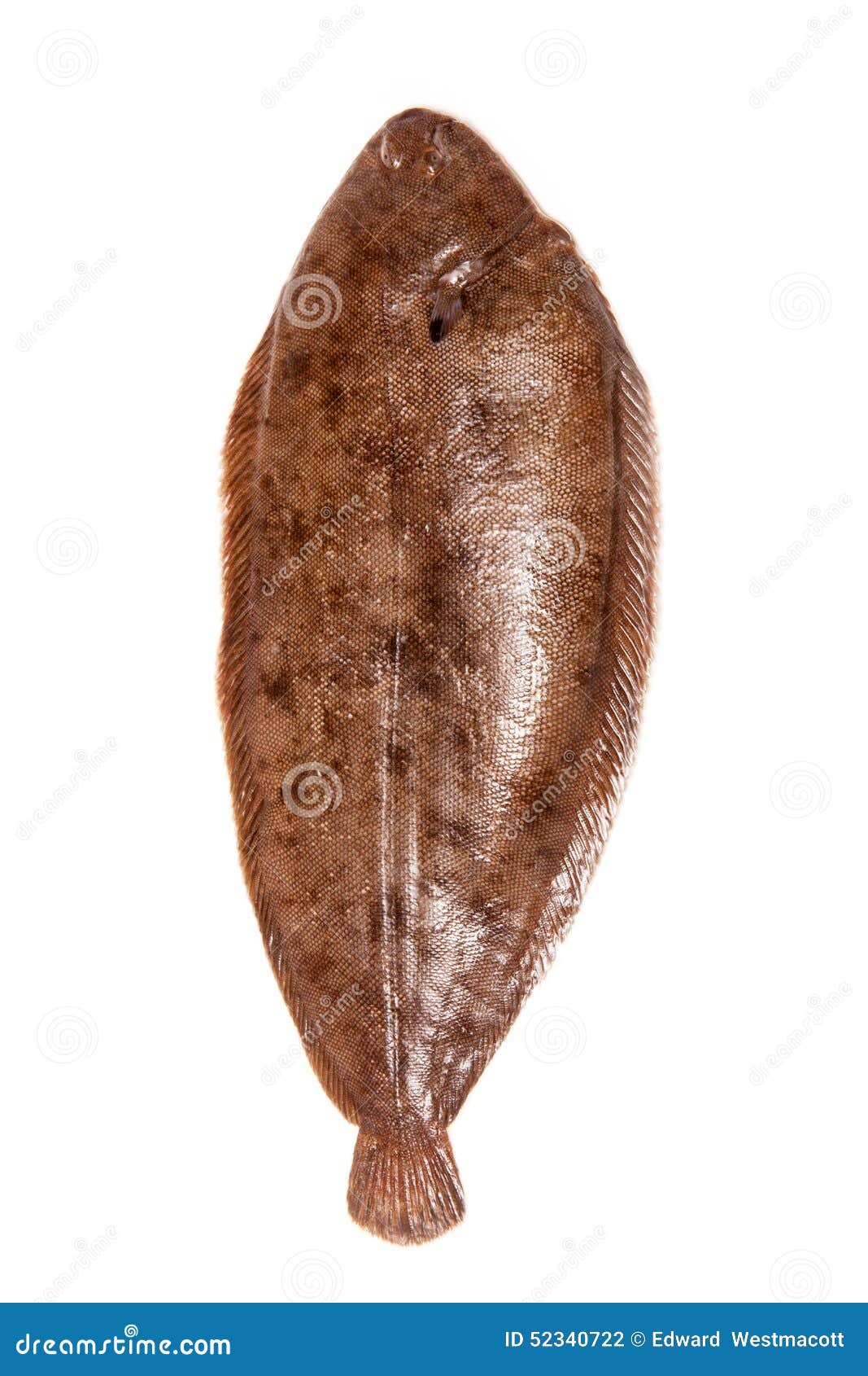 Dover sole fish whole stock photo. Image of white, saltwater - 52340722