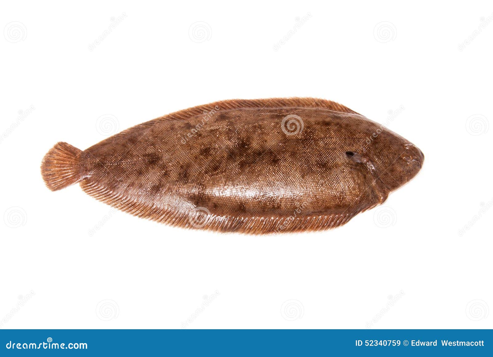 Dover Sole Fish Whole Royalty-Free Stock Image | CartoonDealer.com ...