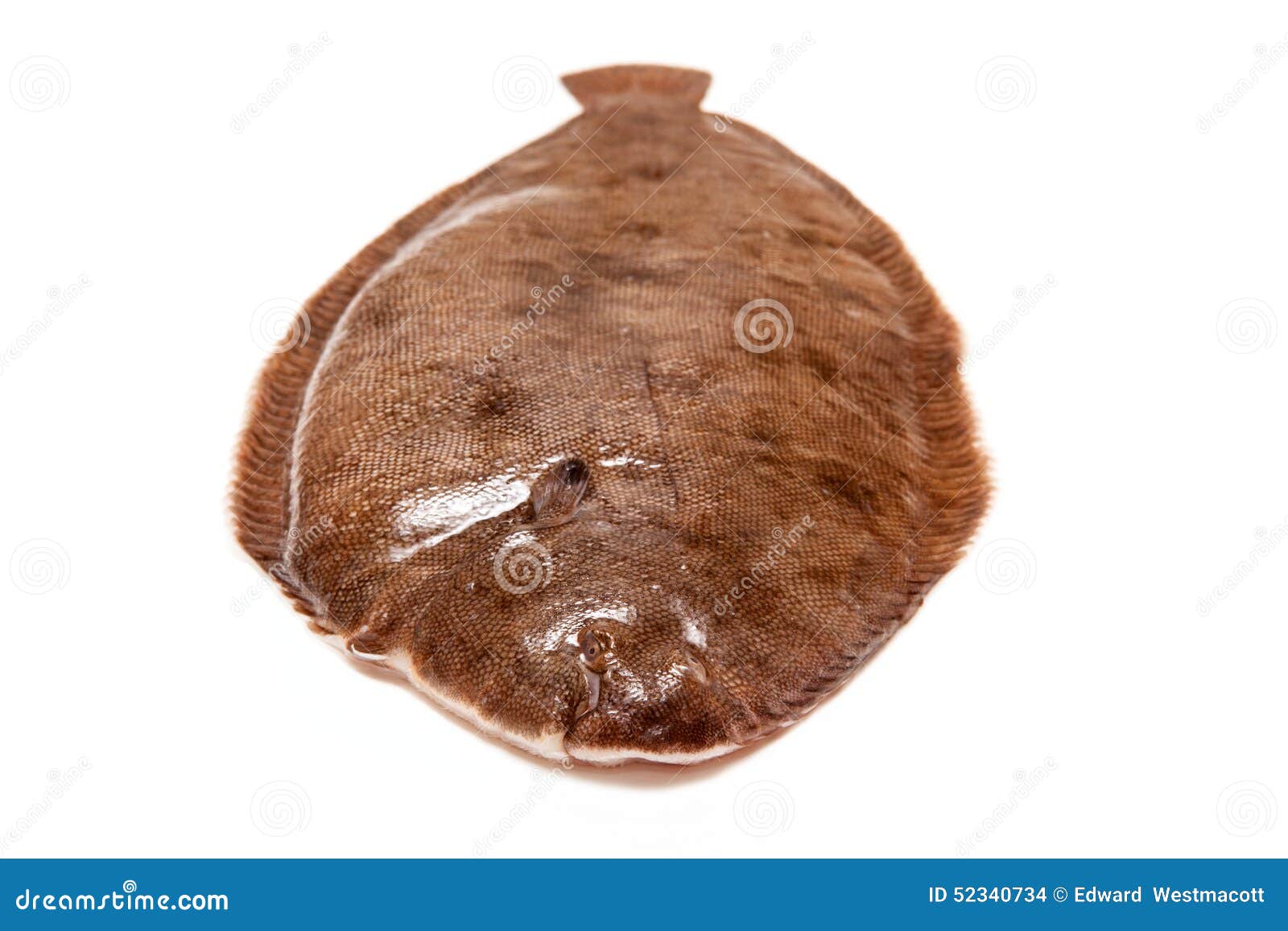 Dover sole fish whole stock photo. Image of fresh, drink - 52340734