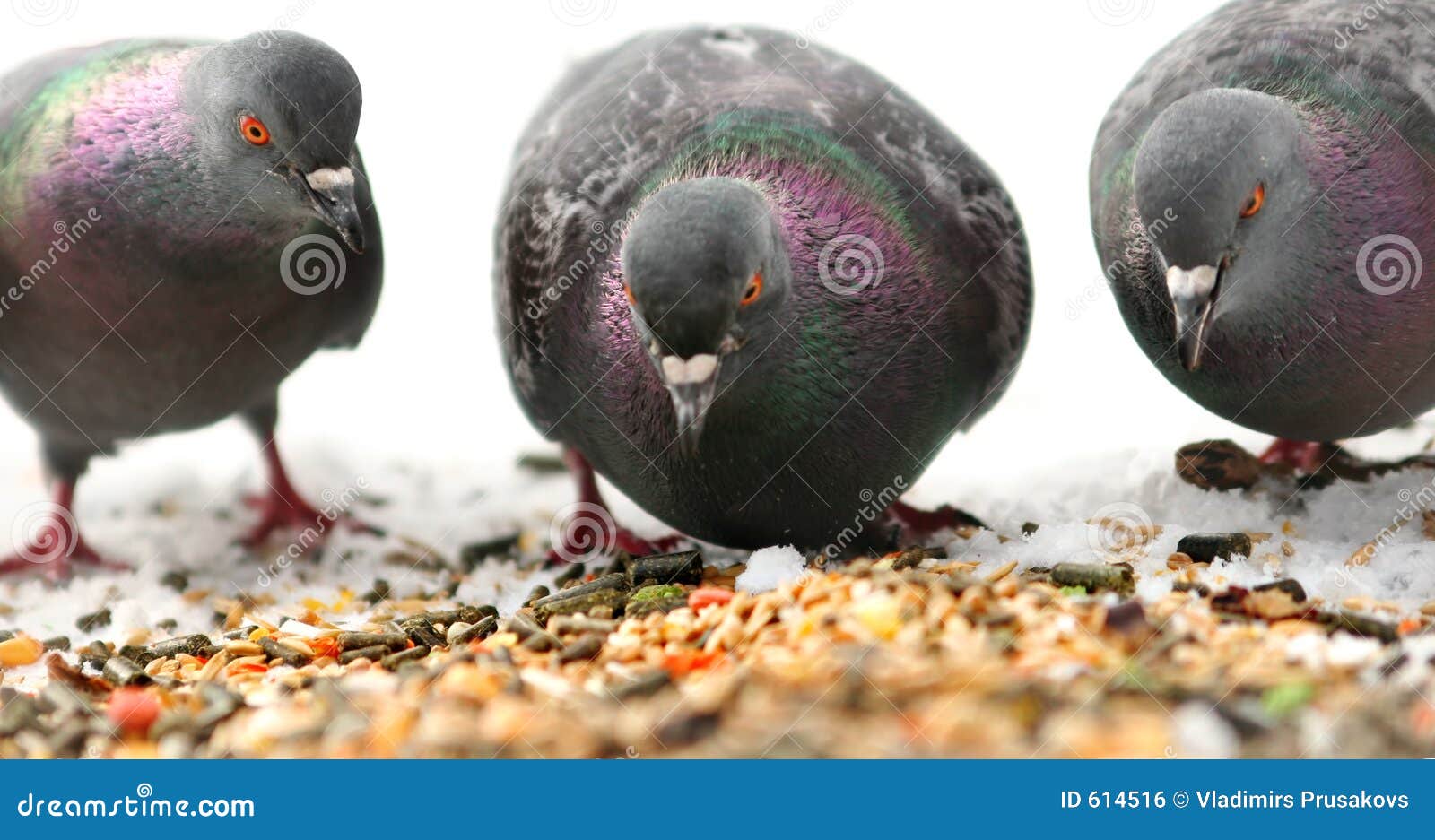 Doves stock photo. Image of colourful, pick, feathering - 614516