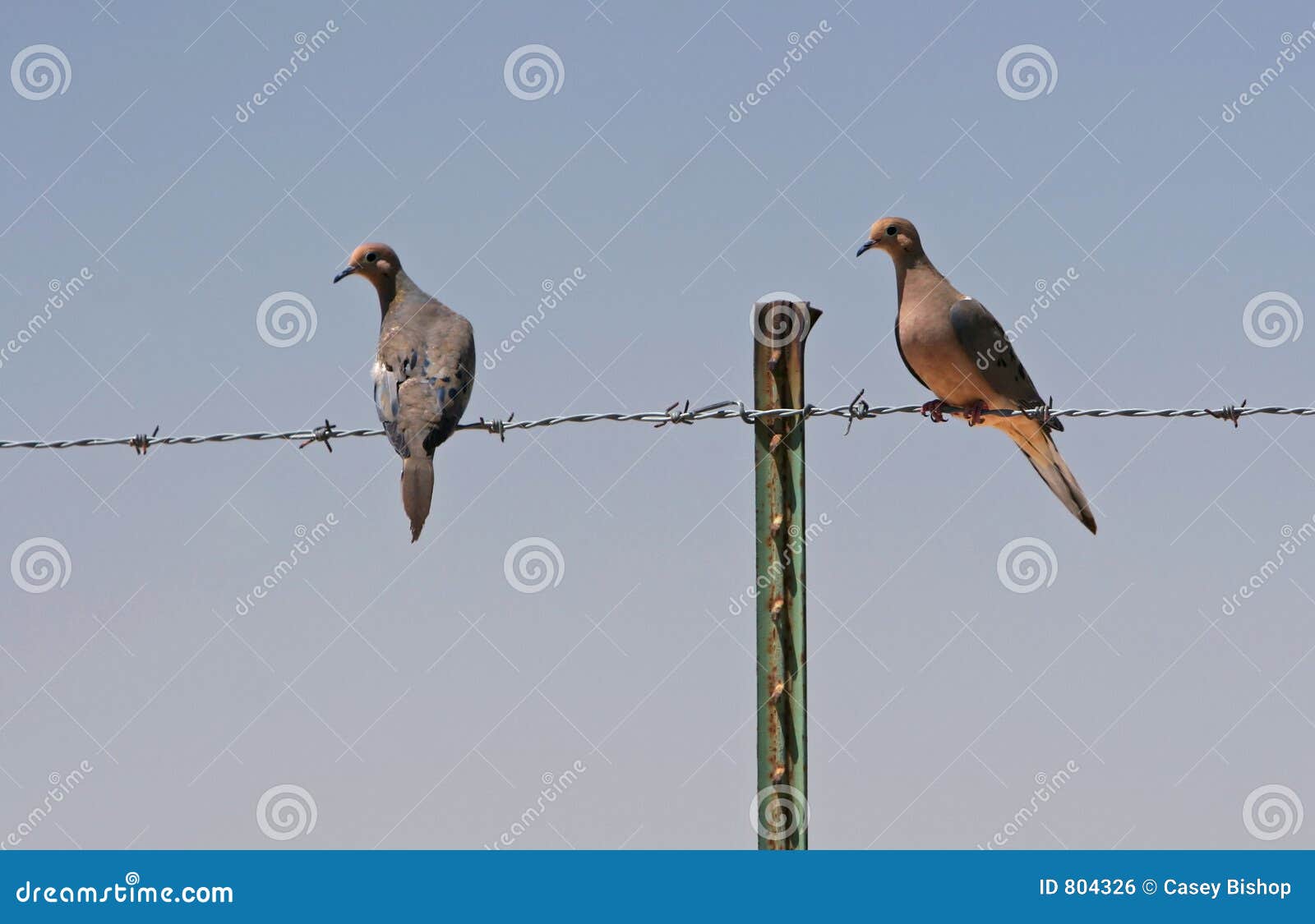 Doves on barbed wire stock photo. Image of pigeon, macroura - 804326