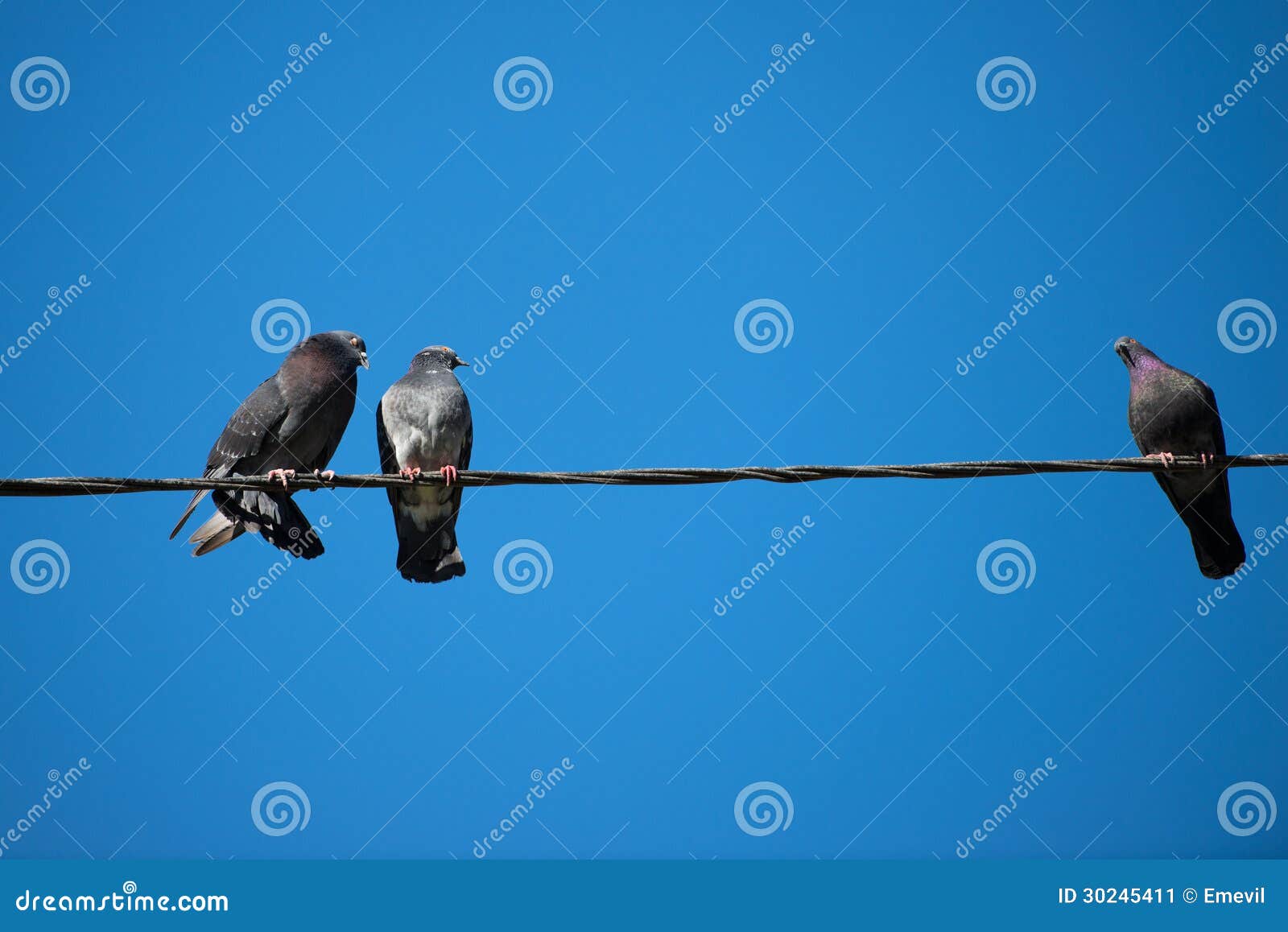 Doves on a wire stock image. Image of avian, bird, pigeon - 30245411