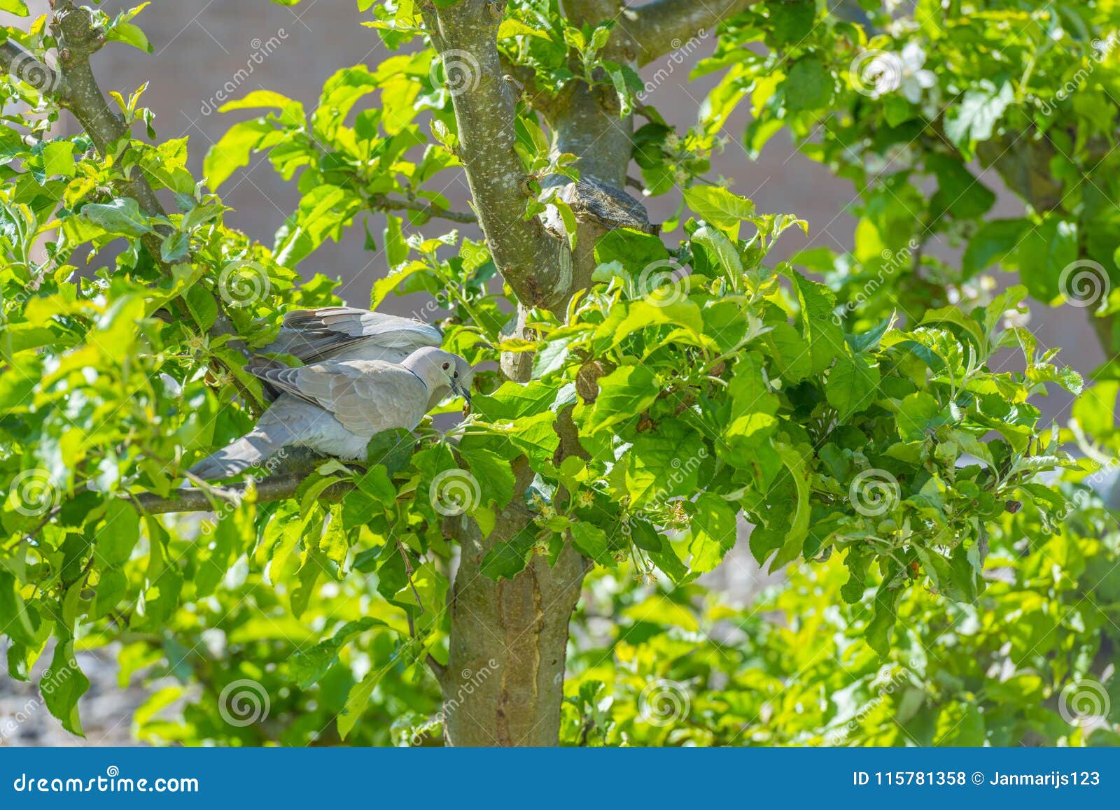 Doves Building Their Nest in an Apple Tree in Spring Stock Photo ...