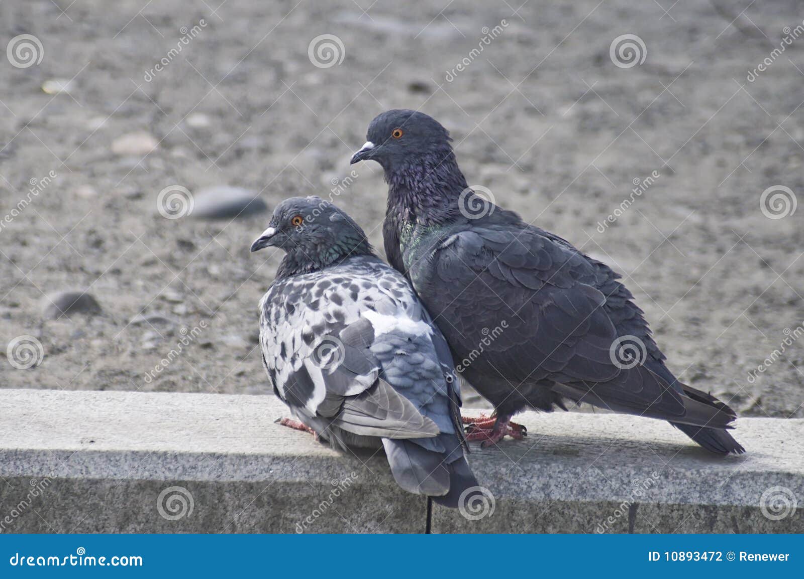 Doves couple stock photo. Image of heterosexual, close - 10893472