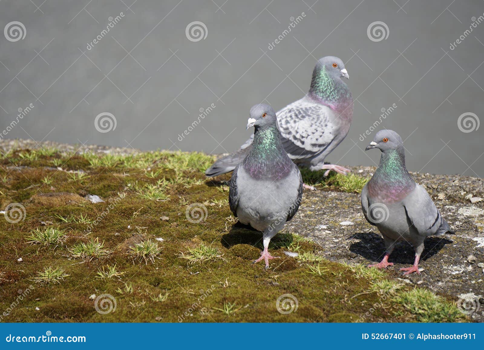 Doves stock image. Image of farm, doves, wild, eggs, animal - 52667401