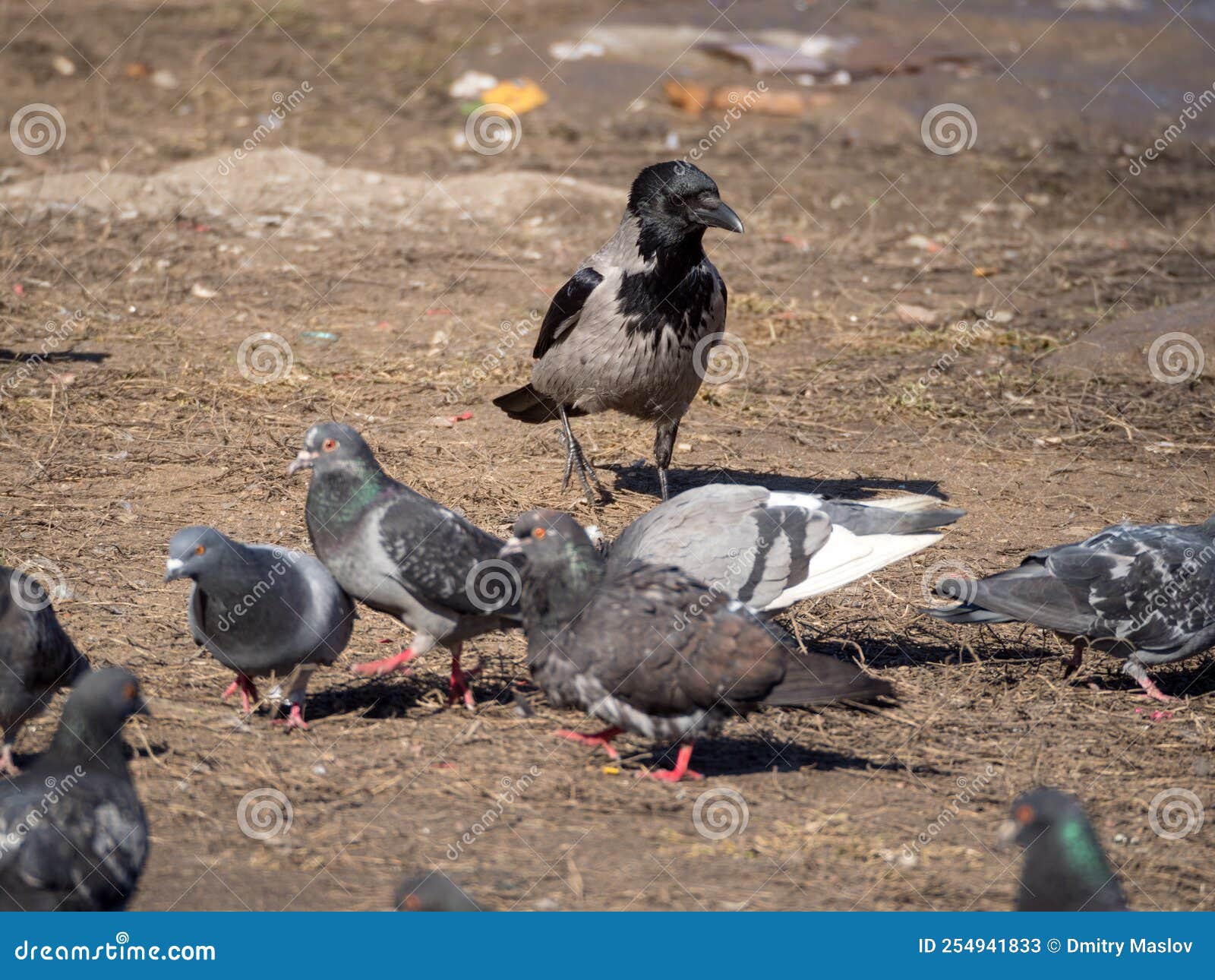 Doves and crow stock image. Image of nature, plumage - 254941833