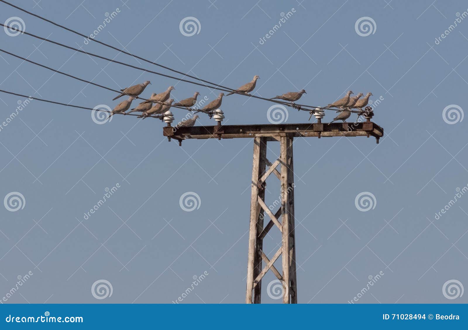 Doves on an electric pole stock photo. Image of urban - 71028494