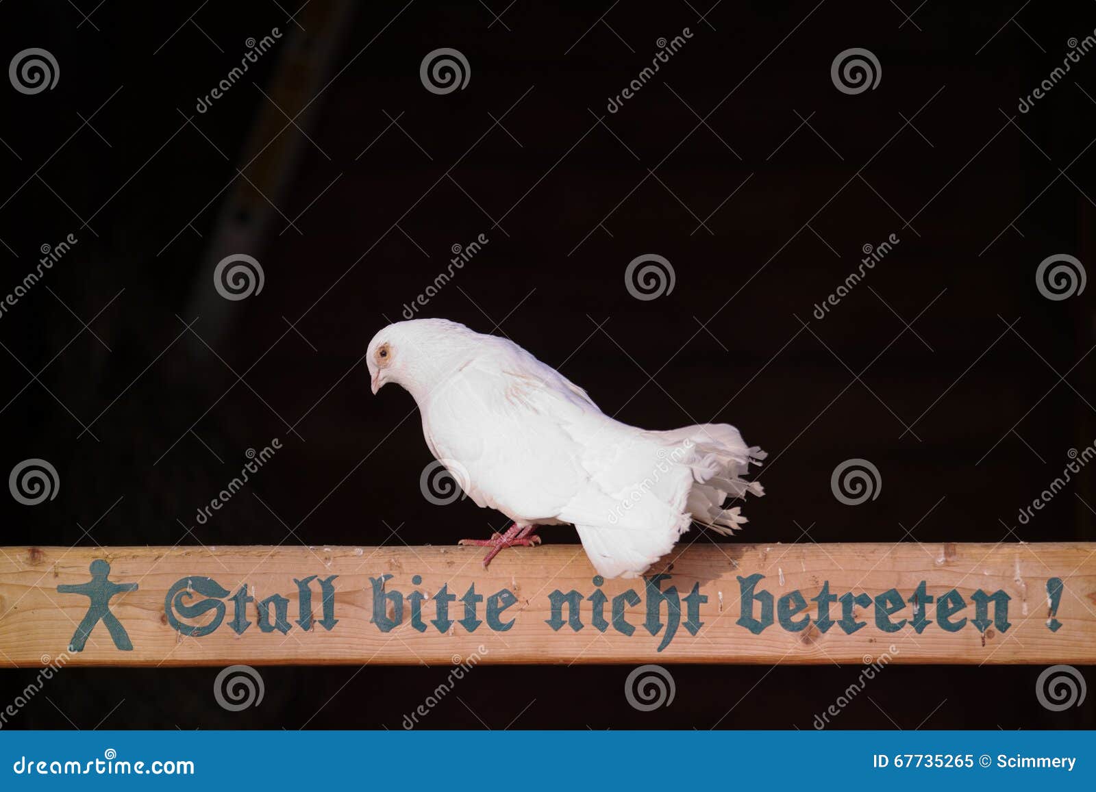 Doves on a farm stock image. Image of background, pair - 67735265