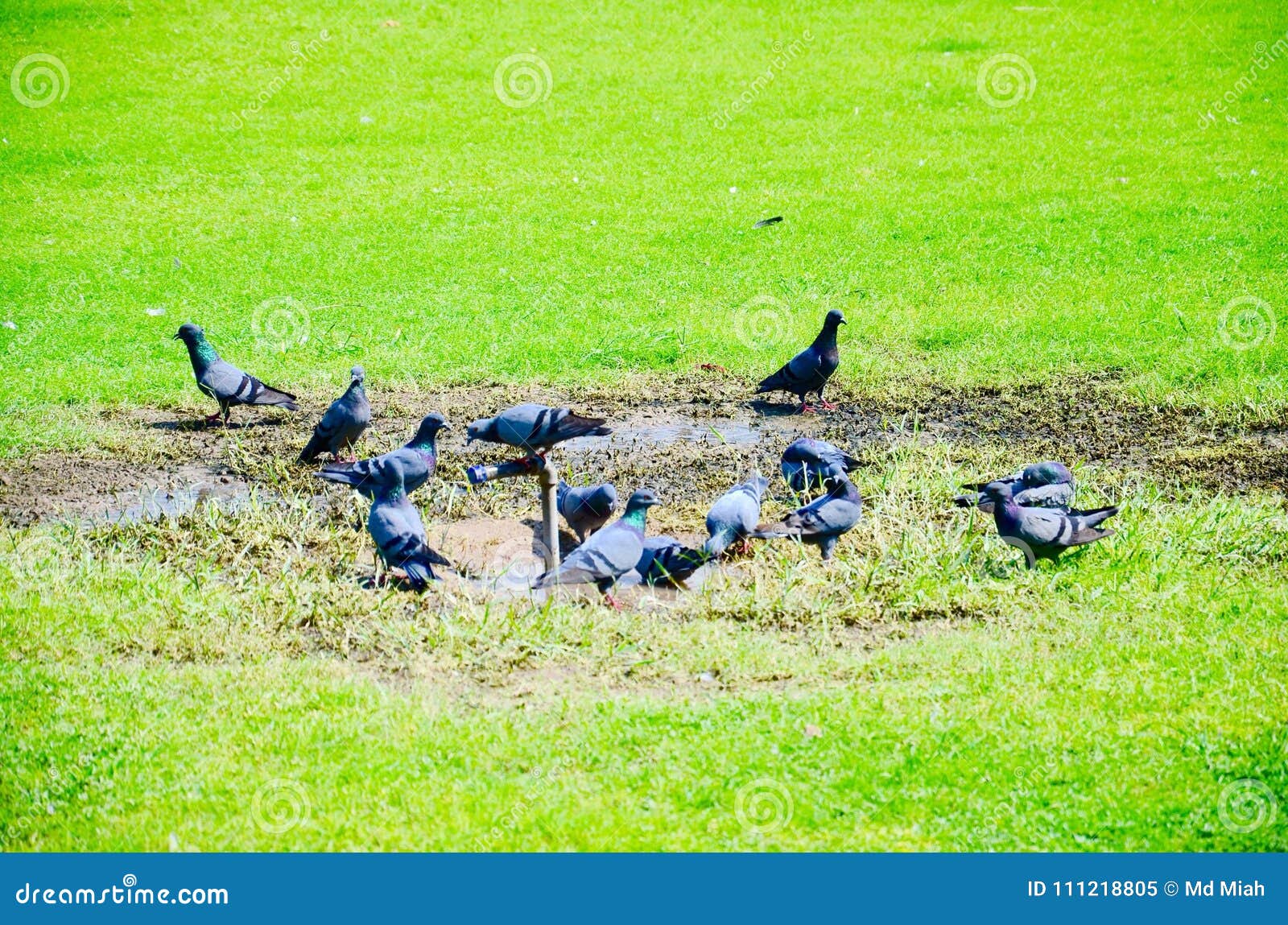 Doves are feeding stock image. Image of india, delhi - 111218805