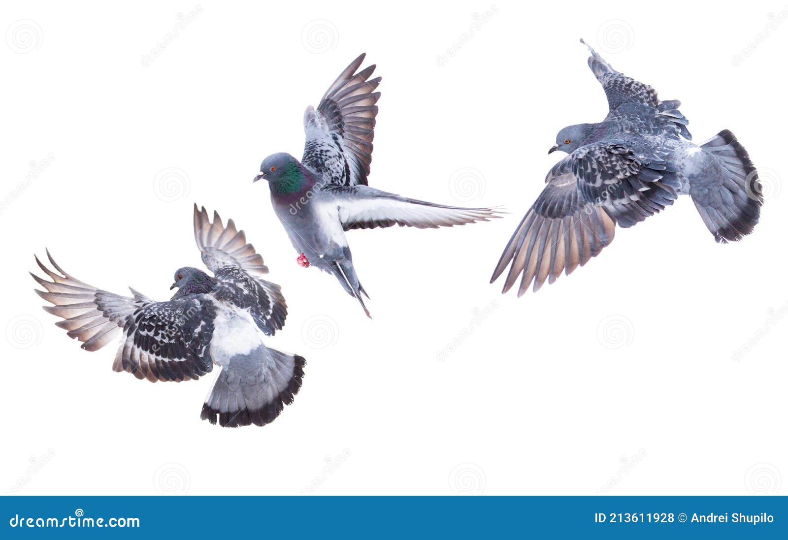 Doves in Flight Isolated on White Stock Photo - Image of freedom ...