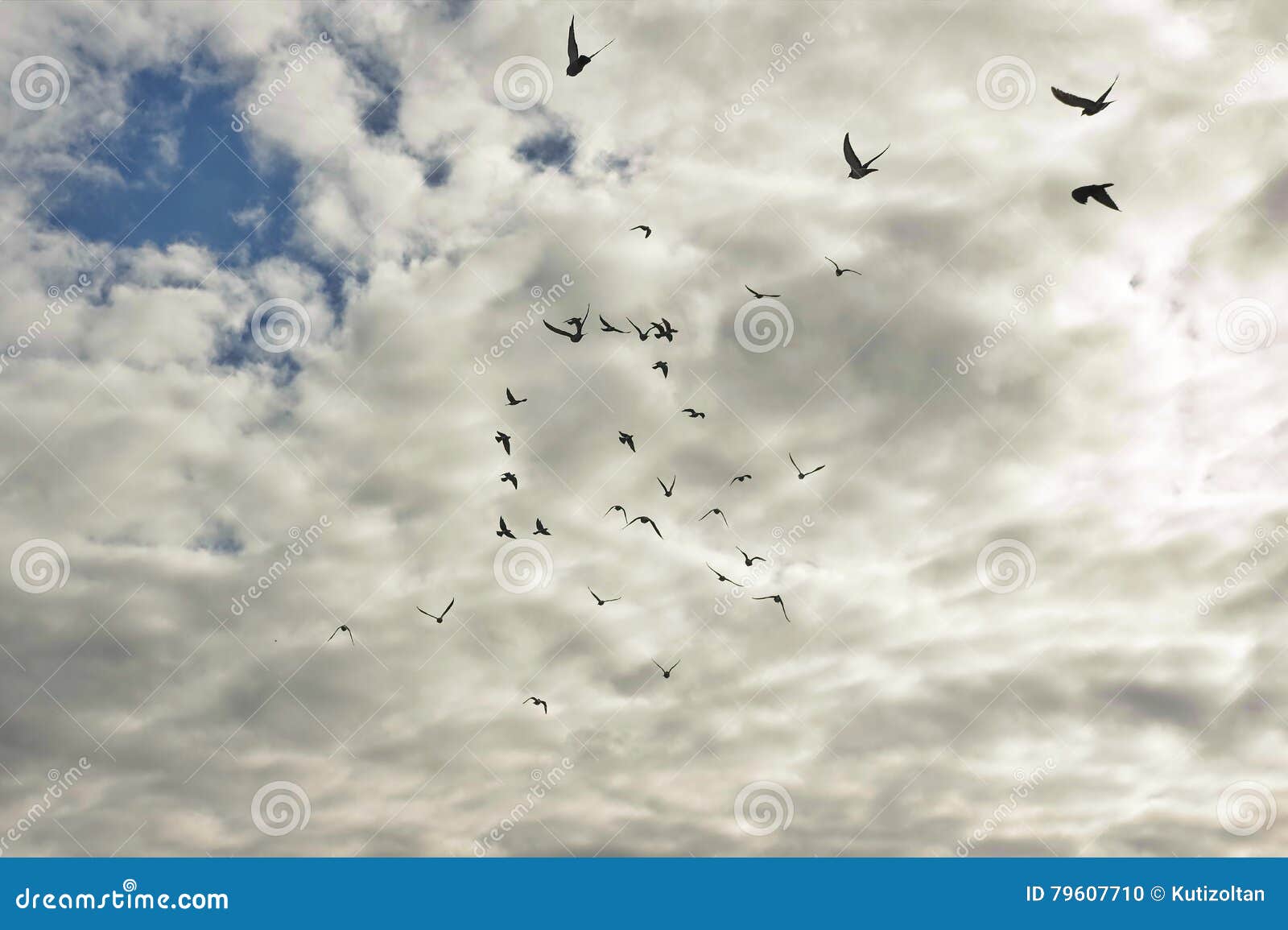 Doves in flyght stock photo. Image of purity, swarm, flyght - 79607710