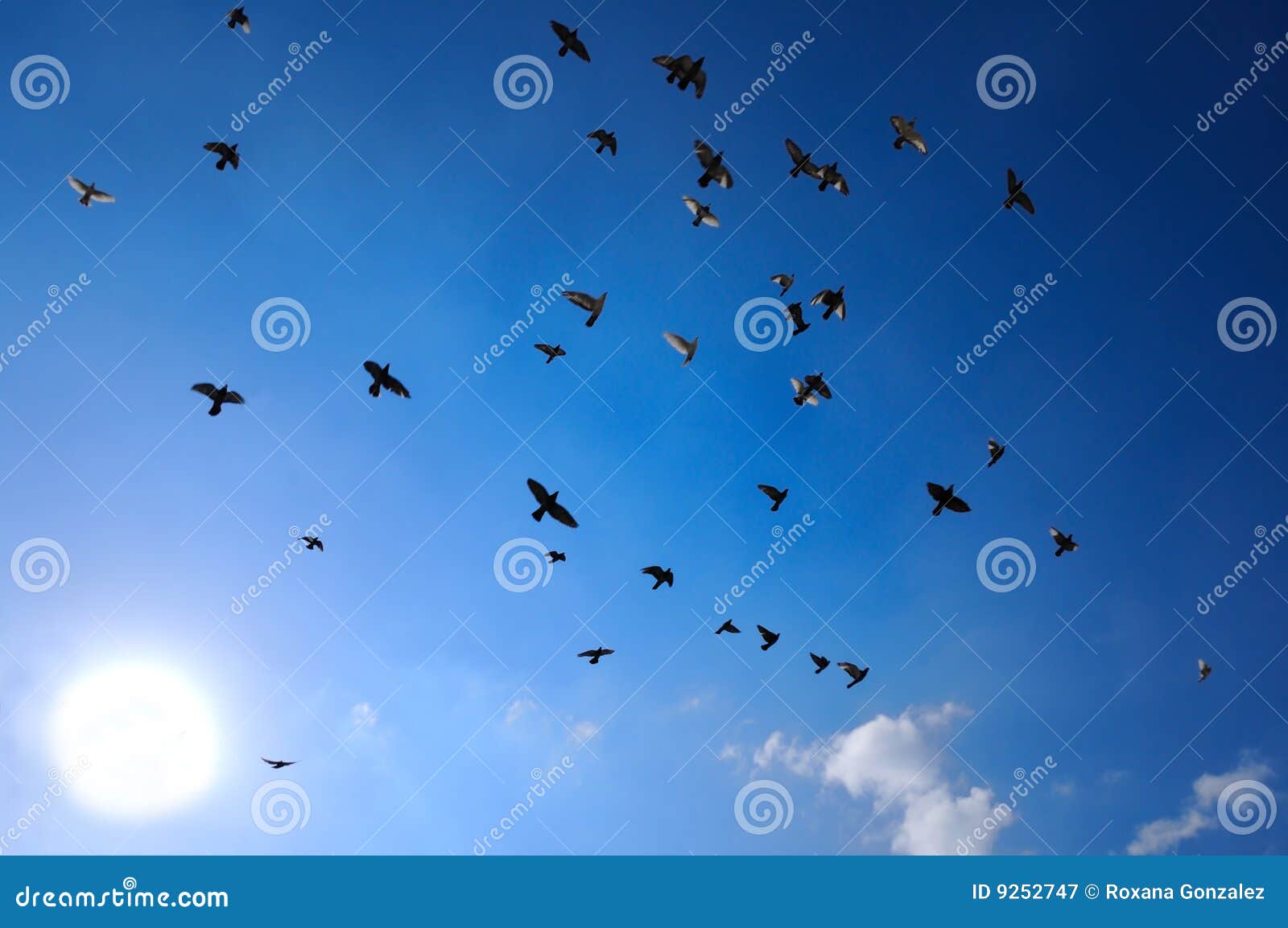 Doves flying stock image. Image of feathered, wild, flying - 9252747