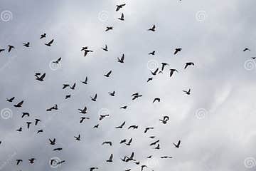 Doves flying in the sky stock image. Image of freedom - 70163487