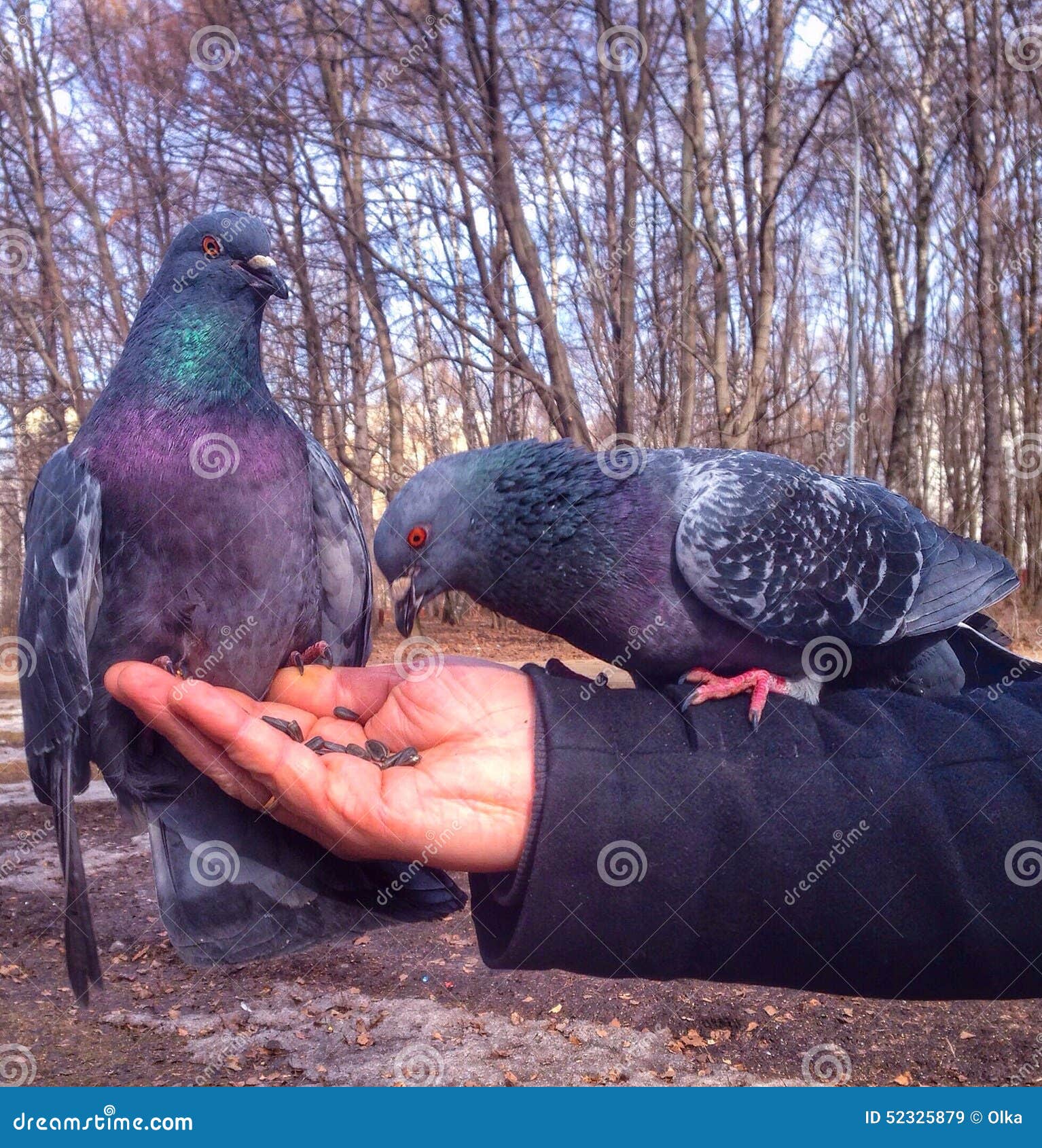 Doves on a hand stock image. Image of doves, nature, birds - 52325879