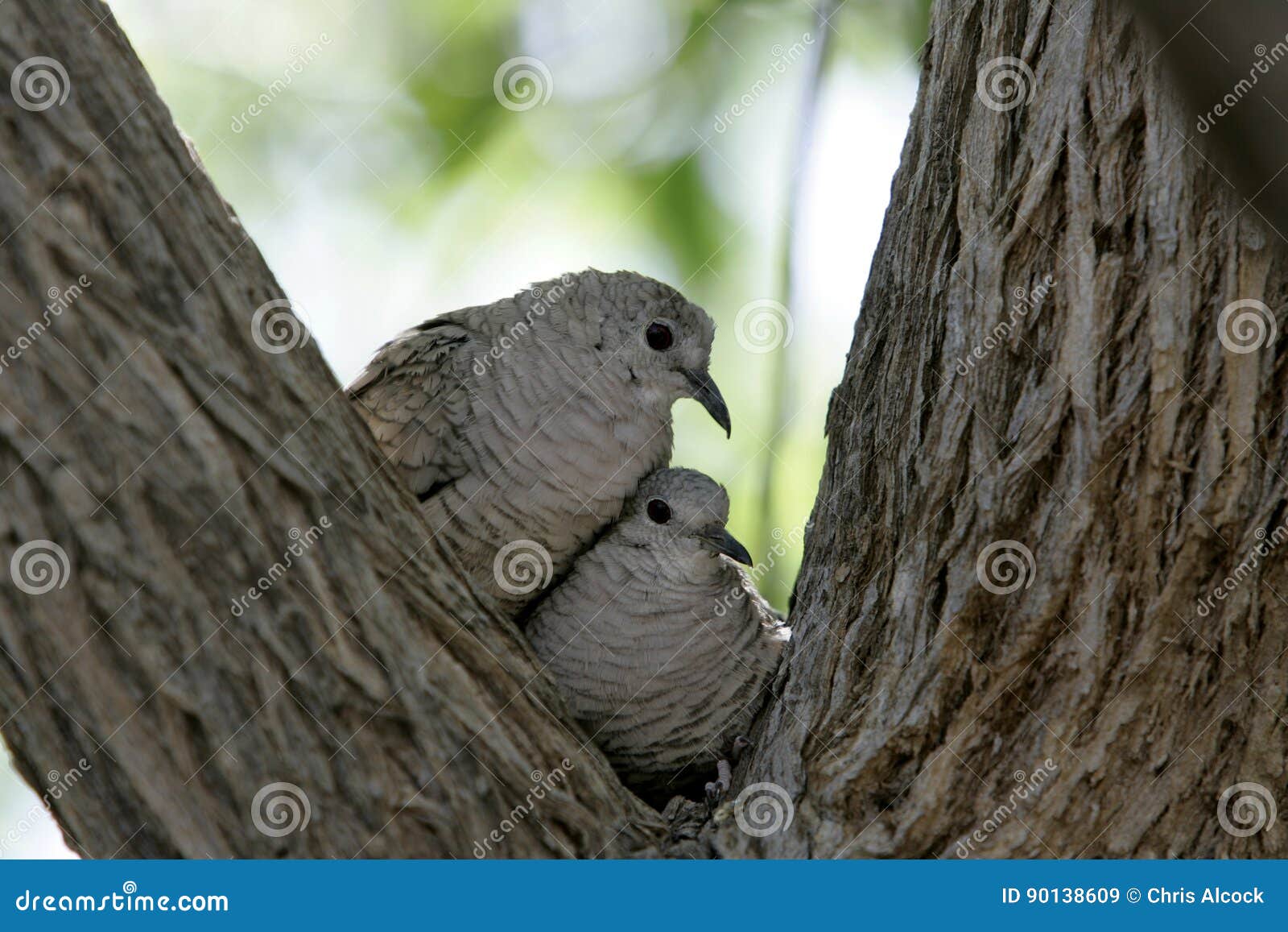 Doves huddled in a tree stock image. Image of blue, clean - 90138609