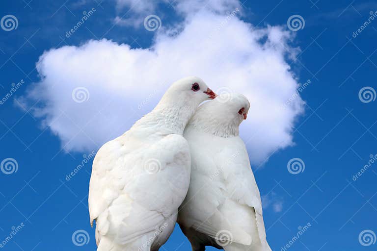 Doves in love stock image. Image of wedding, lover, marry - 11410391