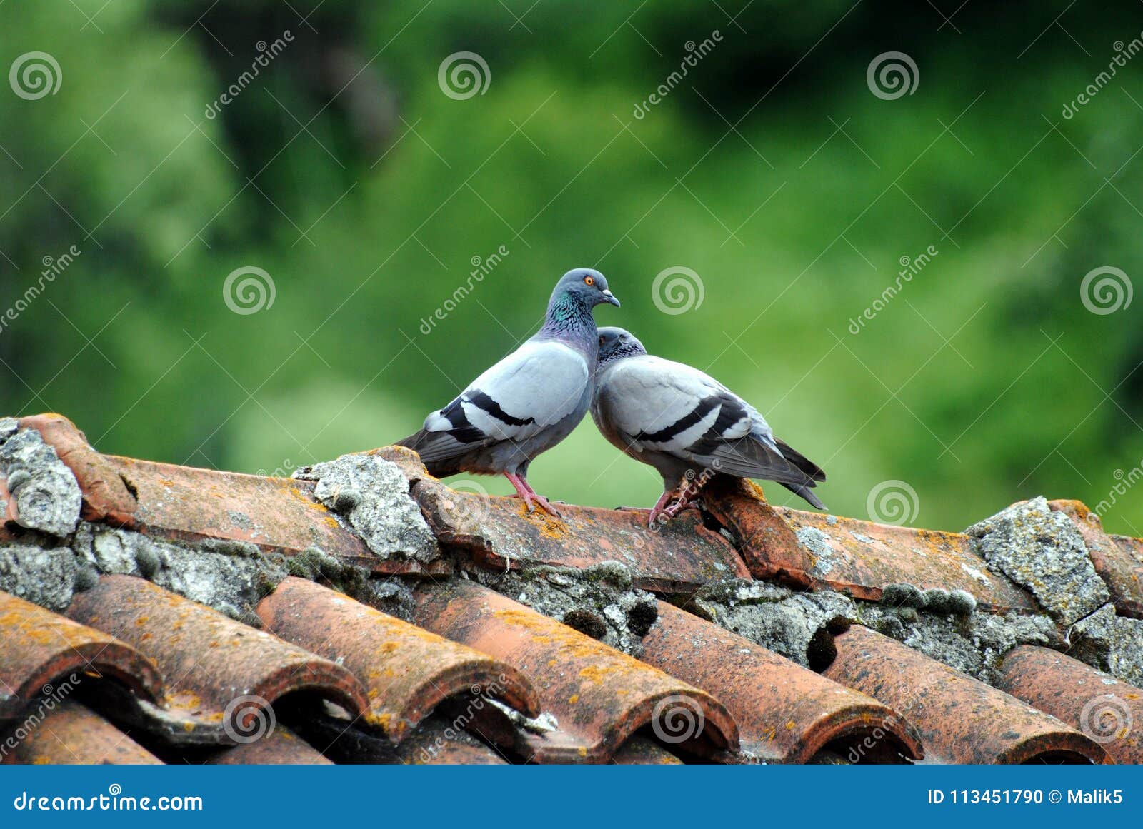 Doves in Love stock photo. Image of christianity, aves - 113451790