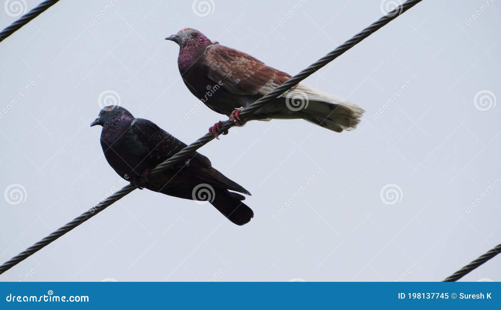 Doves love in wire stock image. Image of love, dove - 198137745