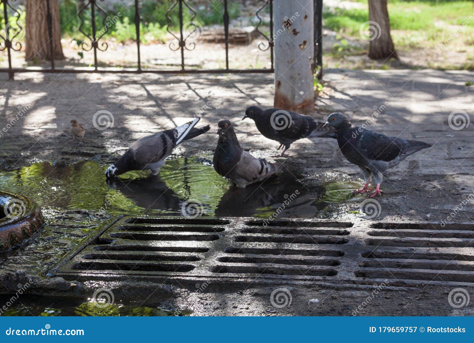 Doves near the drain grate stock image. Image of frame - 179659757