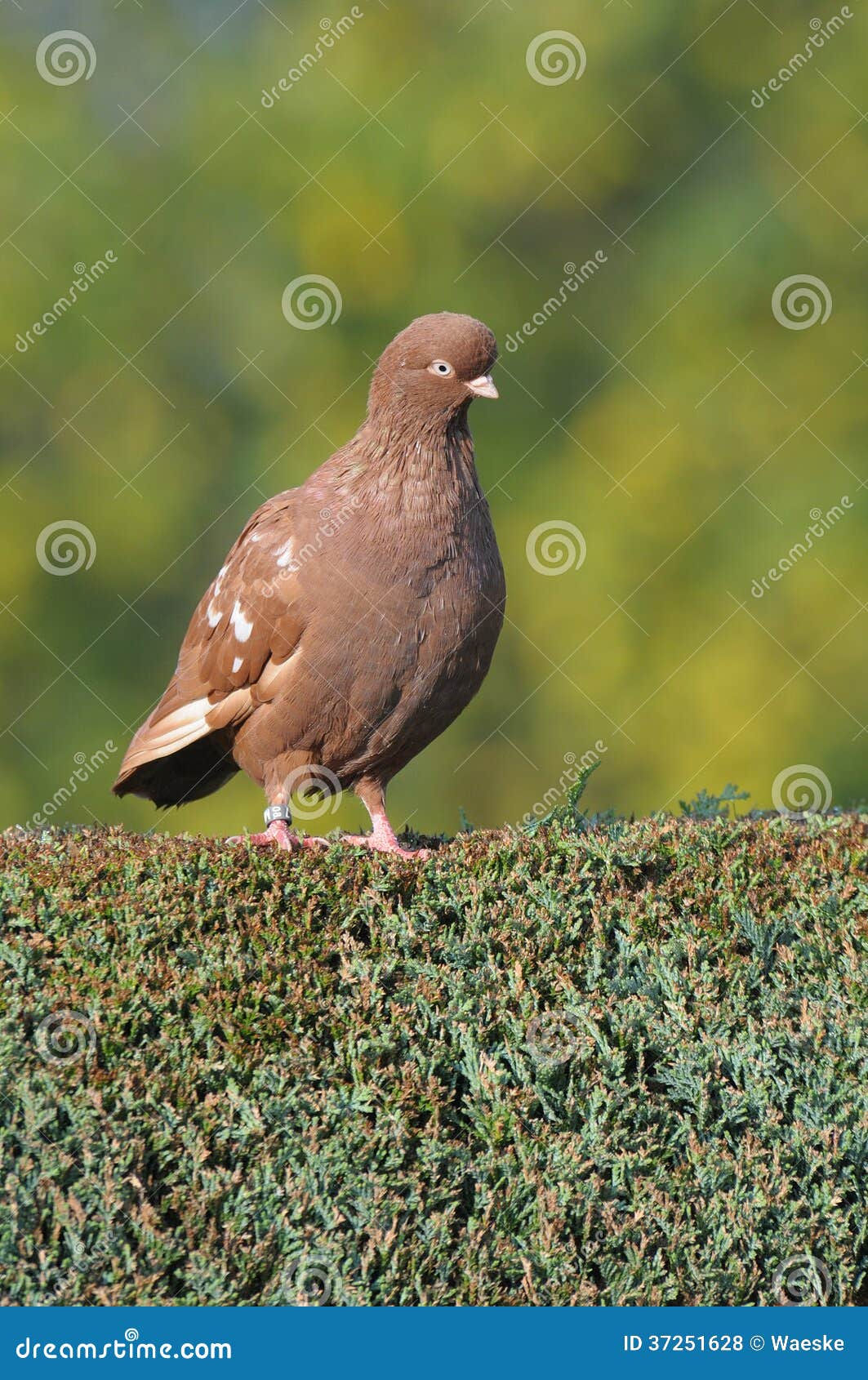 Doves stock photo. Image of portugese, hedge, birds, dove - 37251628