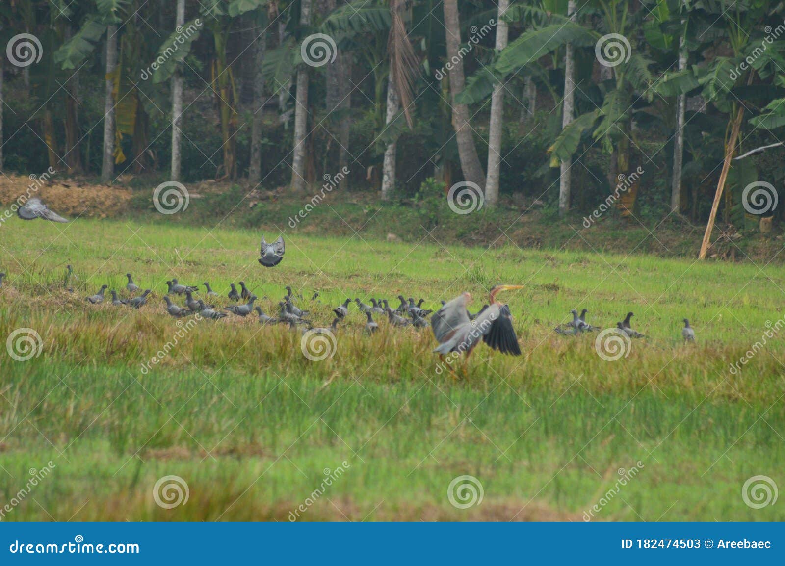 Doves in paddy field stock image. Image of tundra, grazing - 182474503