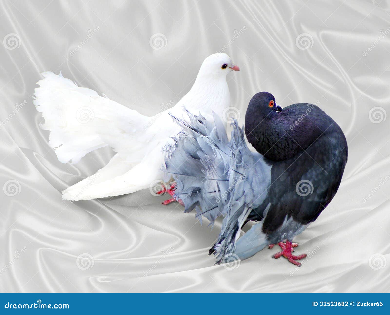 Doves pair stock photo. Image of pair, animal, love, bridegroom - 32523682