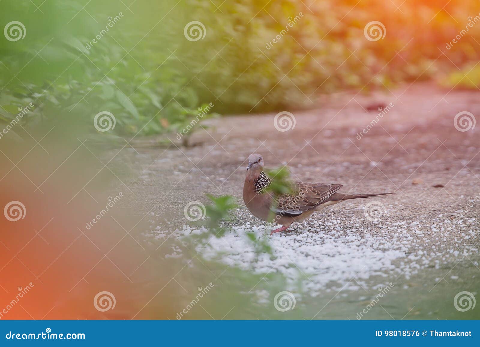 Doves Pecking for Food on the Ground. Stock Photo - Image of background ...