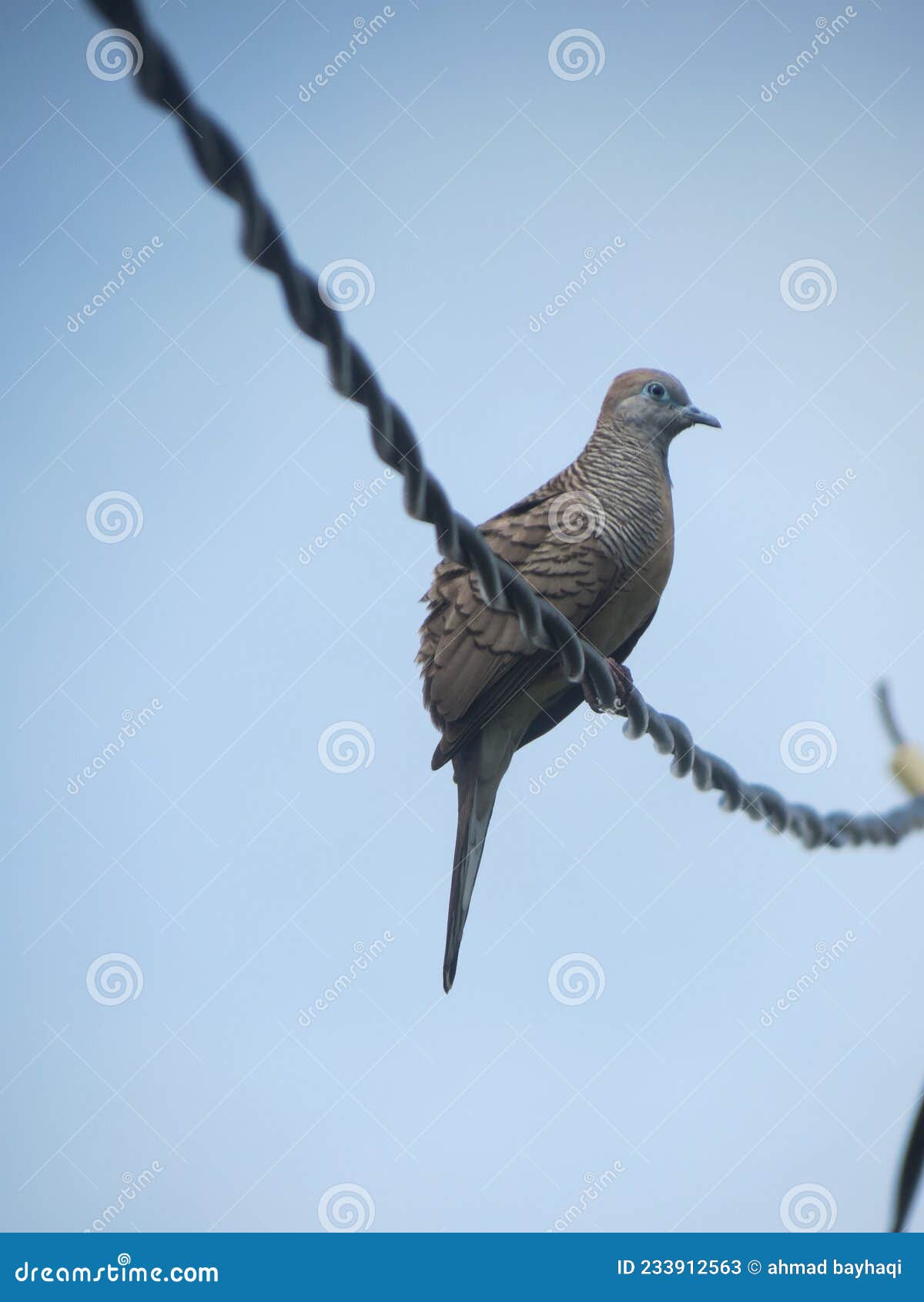 Doves are Perched on a Wire Stock Image - Image of eagle, isolated ...