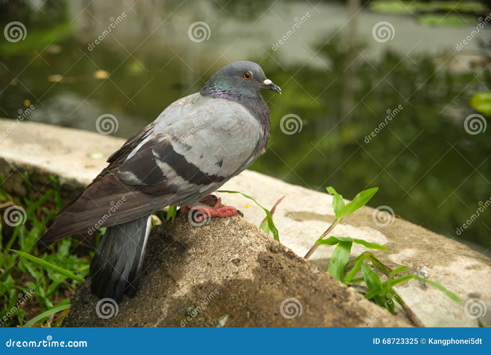 Doves beside the Pond with Fish Stock Image - Image of puddle, clean ...