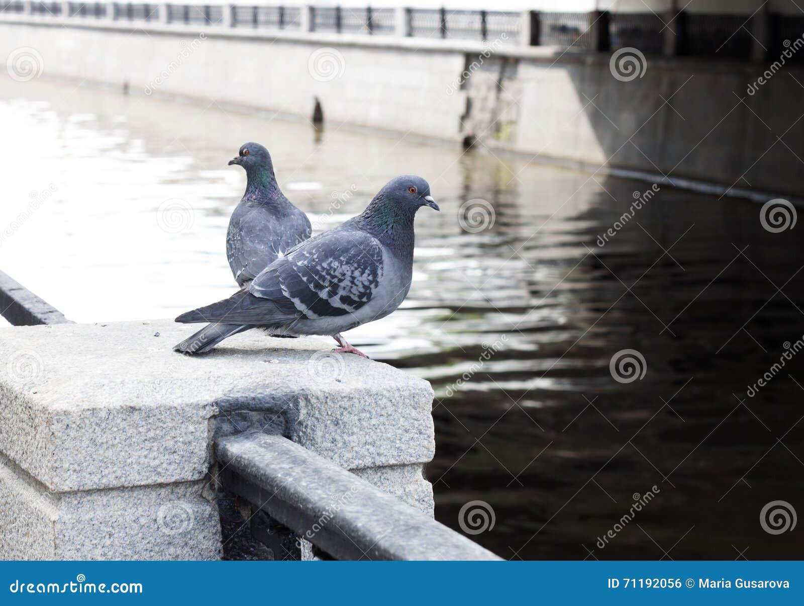 Doves on the promenade stock photo. Image of background - 71192056